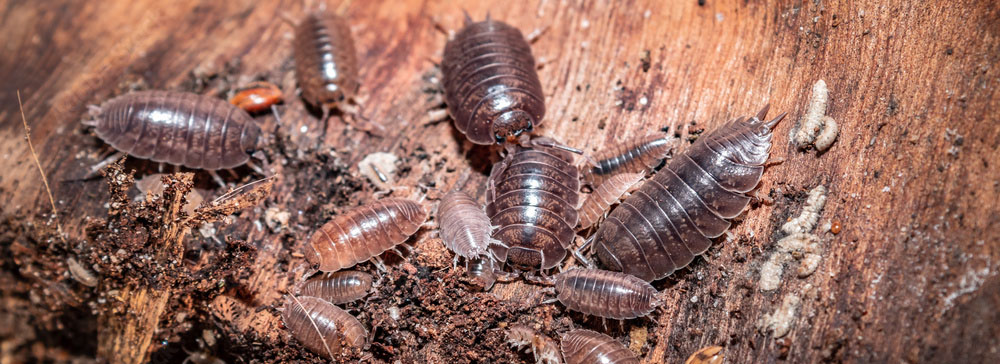 Kansas rains heighten risk of pillbug in farm fields