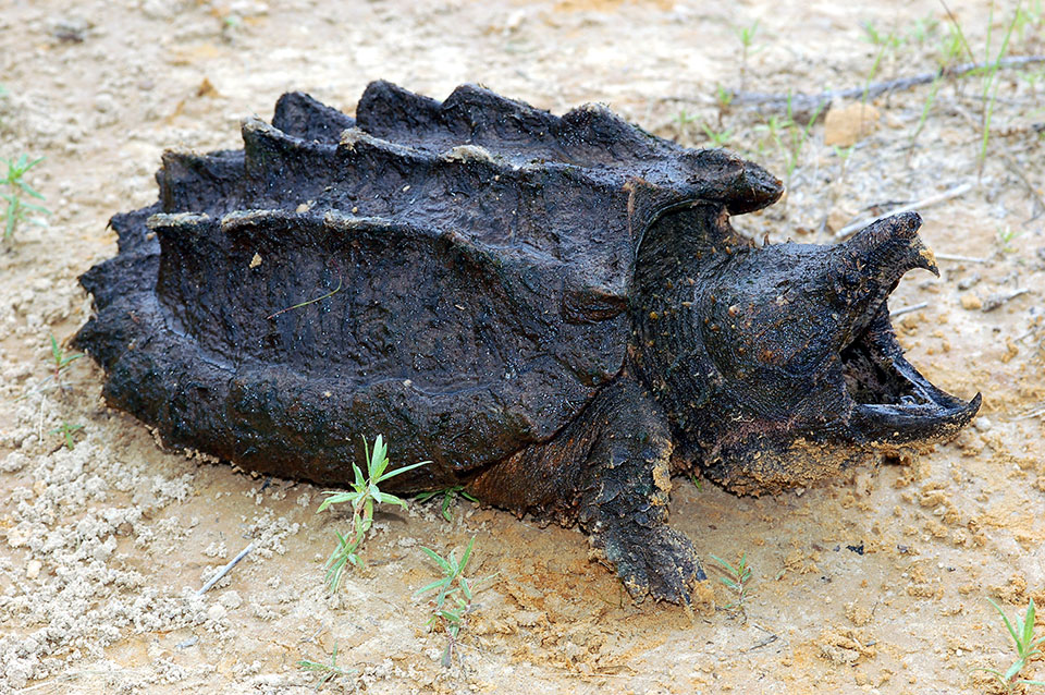 Kansas looks to boost alligator snapping turtle numbers