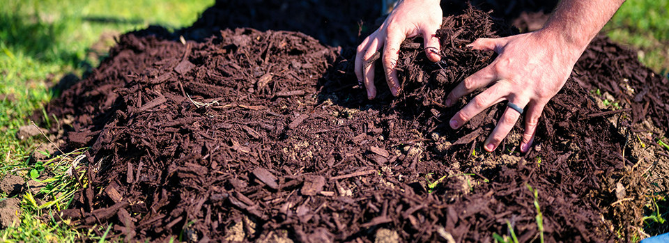 Colored plastic mulches may provide boost to garden crops