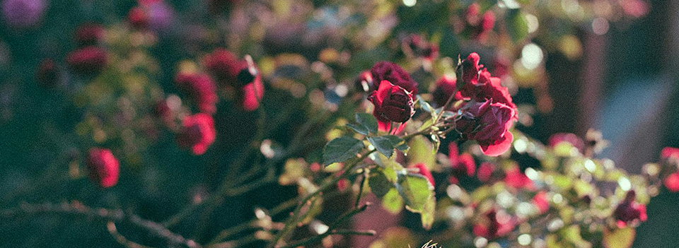 Managing spring flowers and weeds