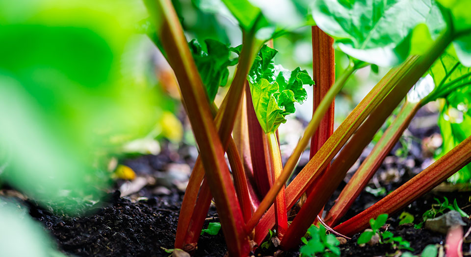 In the Garden: March signals time to plant rhubarb