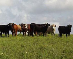 K-State’s Beef Stocker Field Day planned for Sept. 24