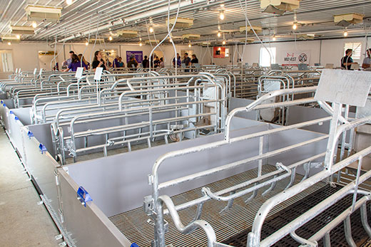 K-State officials say new swine facility boosts education, research