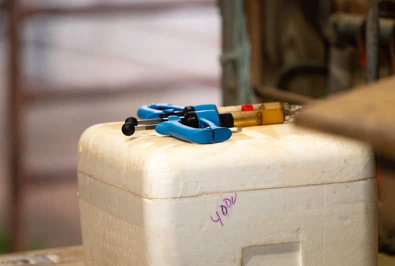 Cattle Chat: Product handling and efficacy